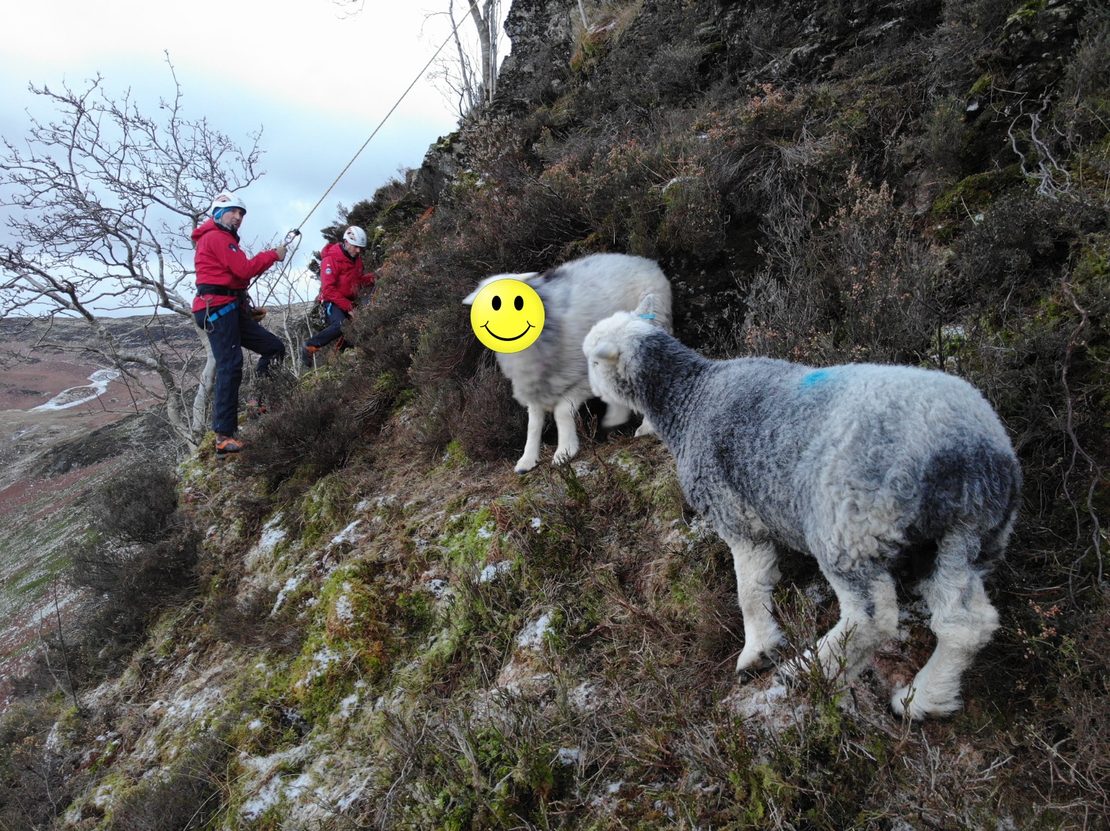 Double sheep rescue - Keswick Mountain Rescue