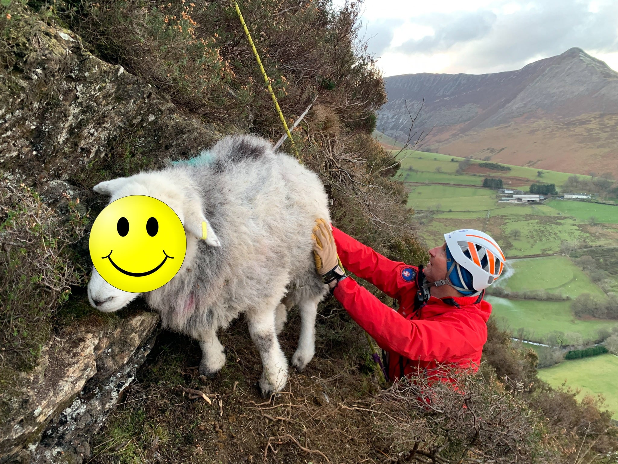 Double sheep rescue - Keswick Mountain Rescue